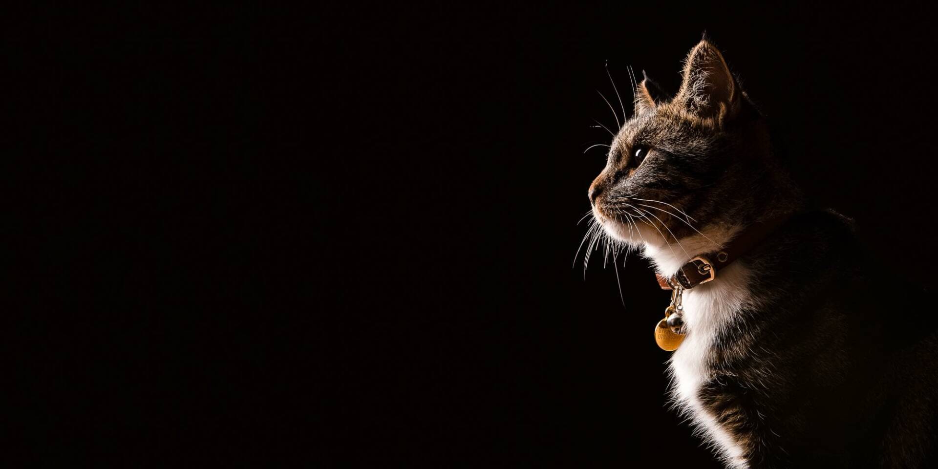 Cat Portraits - Mark Hewitson Photography of Thame, Oxfordshire