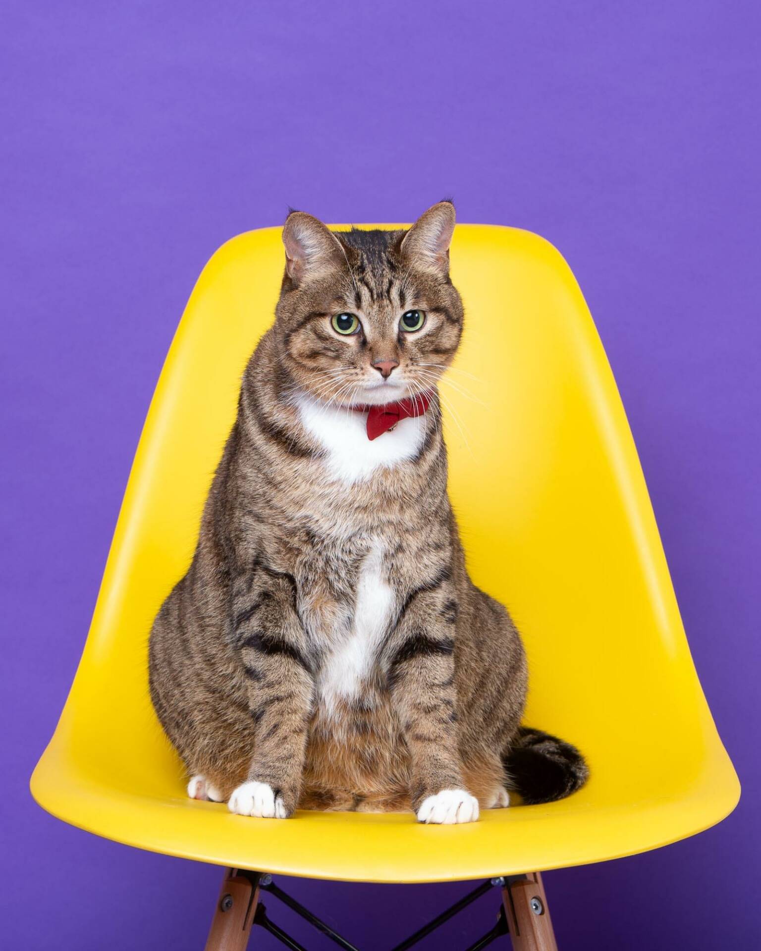 Cat photography for beginners: 5 tips for ‘Puurfect’ photos